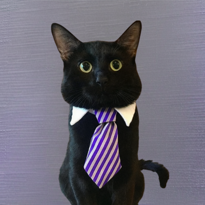 catwittie - just a cat wit a tie